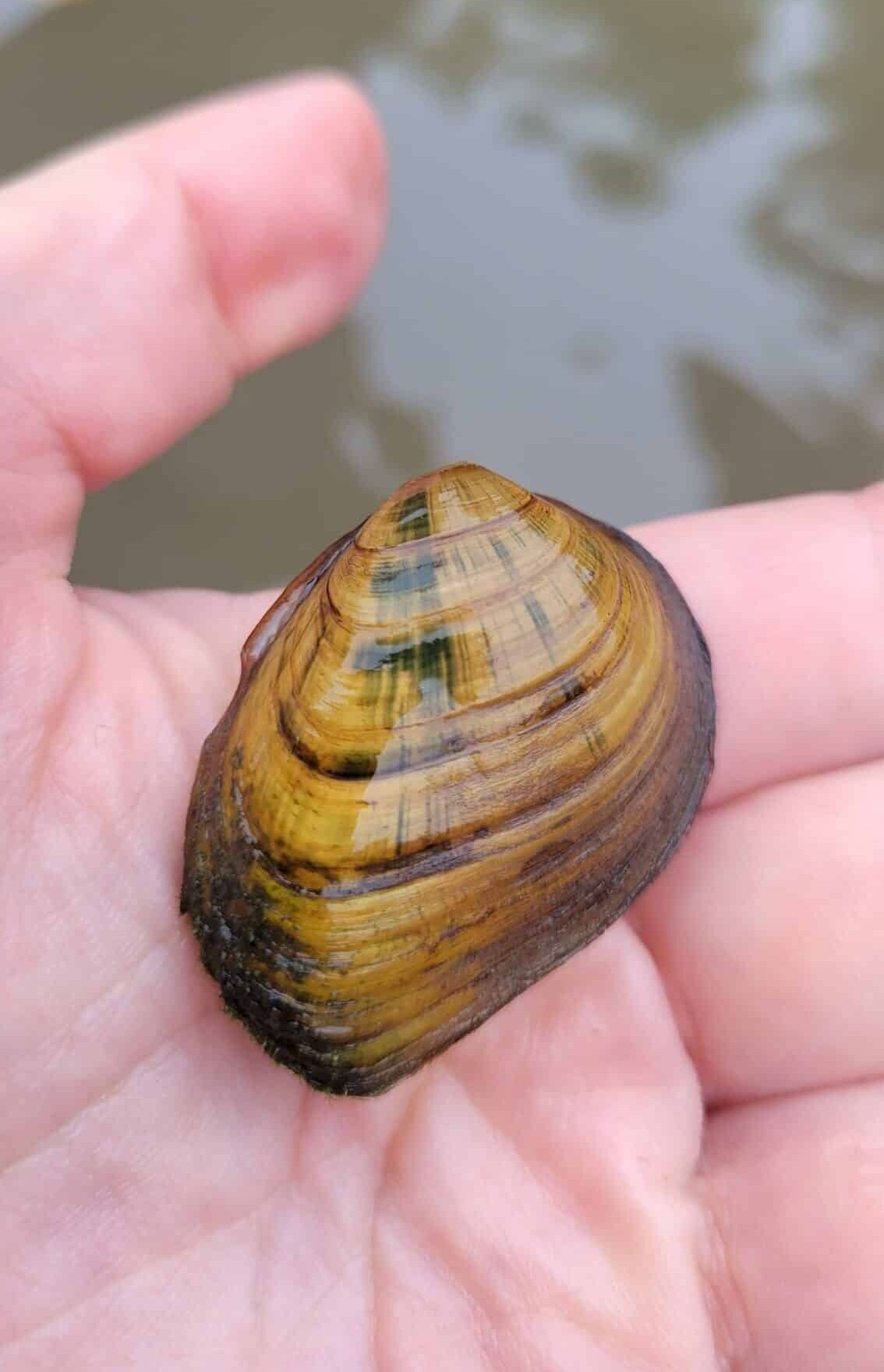 ECT ecologist discovers endangered clubshell mussel after 17 years ...