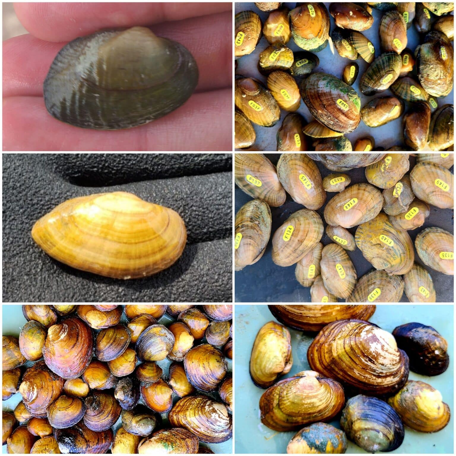 Breaking News in Texas: New Freshwater Mussels Listing Promotes Species ...