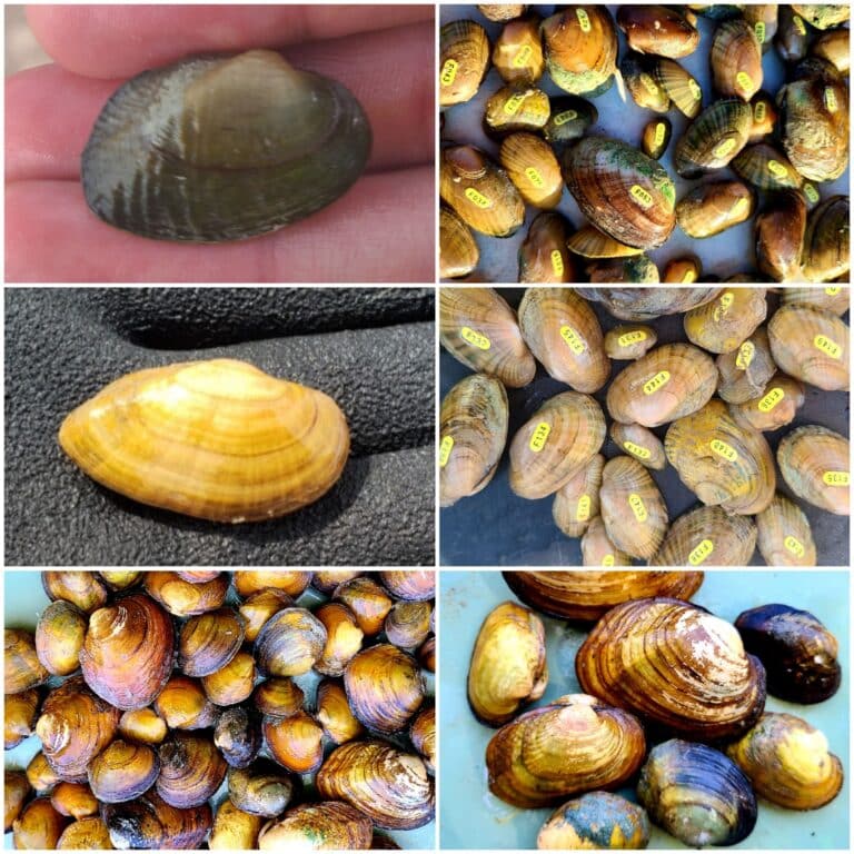 Breaking News in Texas: New Freshwater Mussels Listing Promotes Species ...