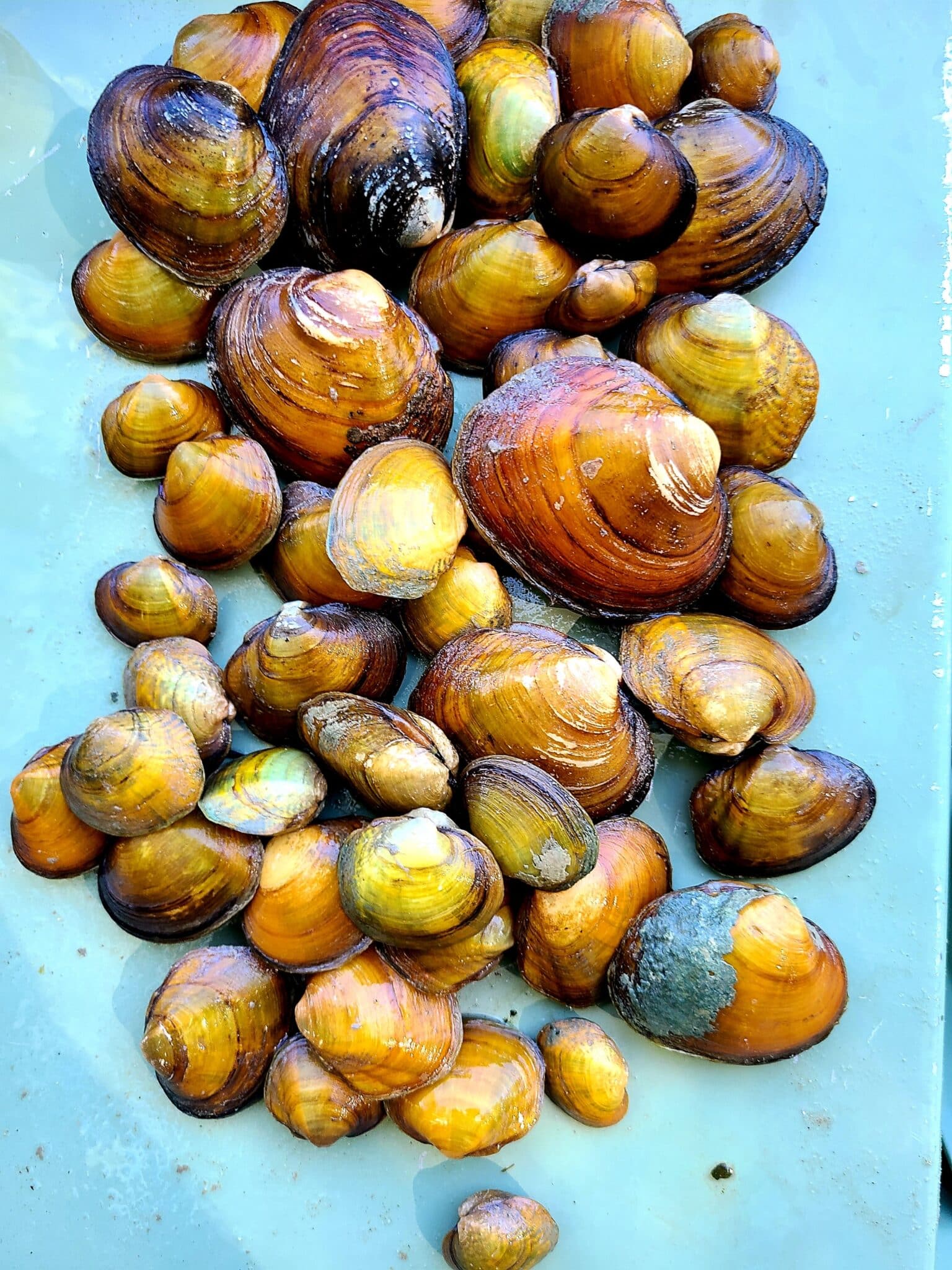 Breaking News in Texas: New Freshwater Mussels Listing Promotes Species ...