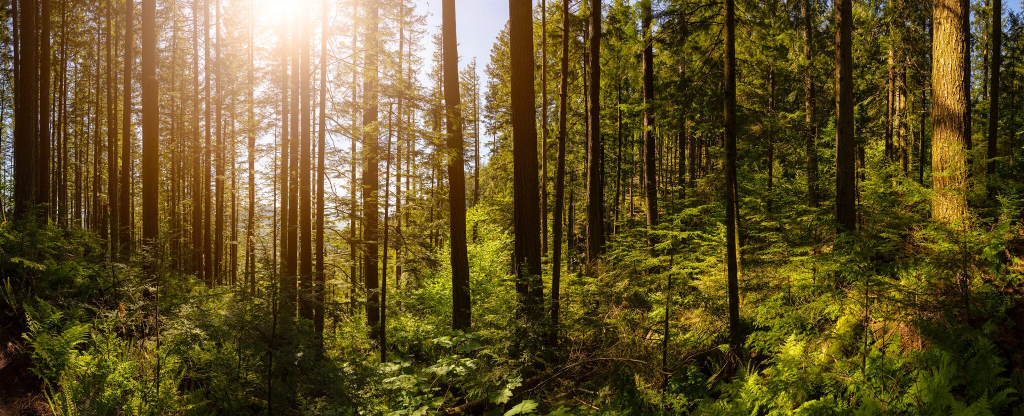 Healthy American Forests Initiative (HAFI) » Environmental Consulting ...