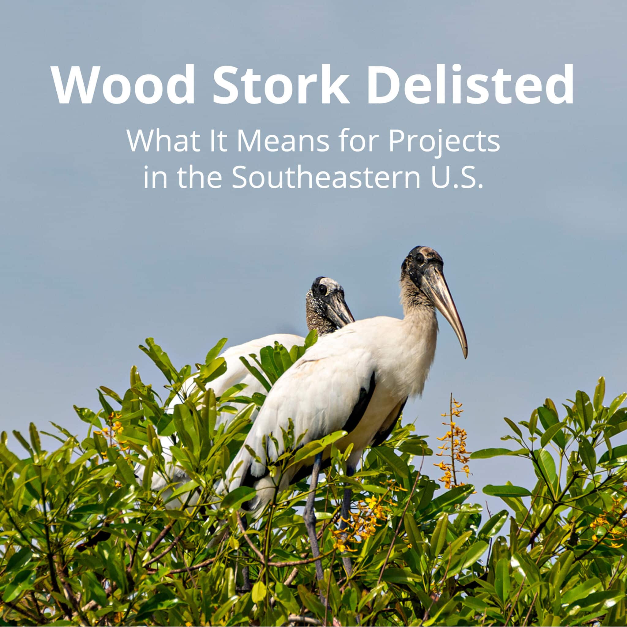 Wood Stork Delisted: What It Means for Projects in the Southeastern U.S ...